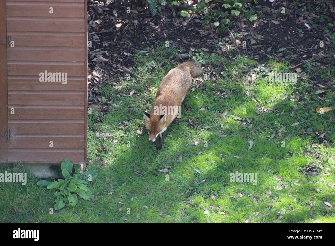 Urban red fox (Vulpes vulpes) in London garden Stock Photo - Alamy