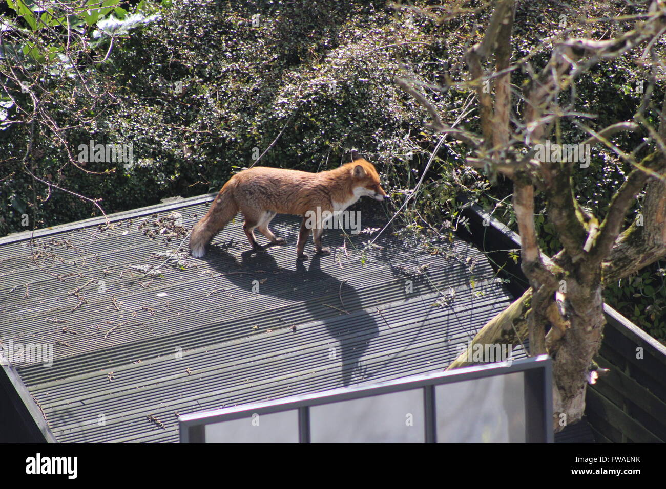 Urban red fox (Vulpes vulpes) on roof shed in London garden Stock Photo ...