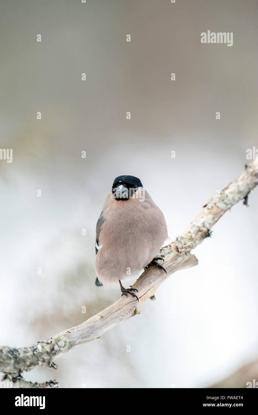 Bullfinch (Pyrrhula pyrrhula Stock Photo - Alamy