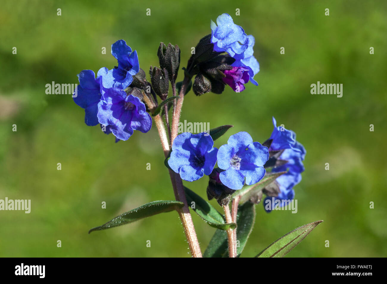 Blue Lungwort, Pulmonaria ‘Blue Ensign’ Stock Photo - Alamy