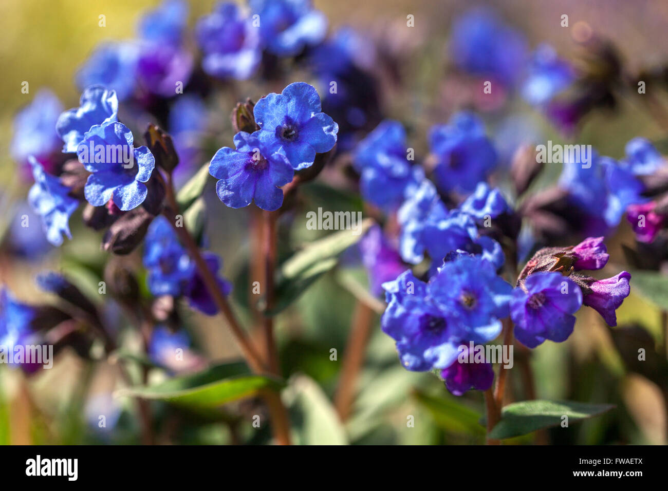 Blue Lungwort, Pulmonaria ‘Blue Ensign’ Stock Photo - Alamy
