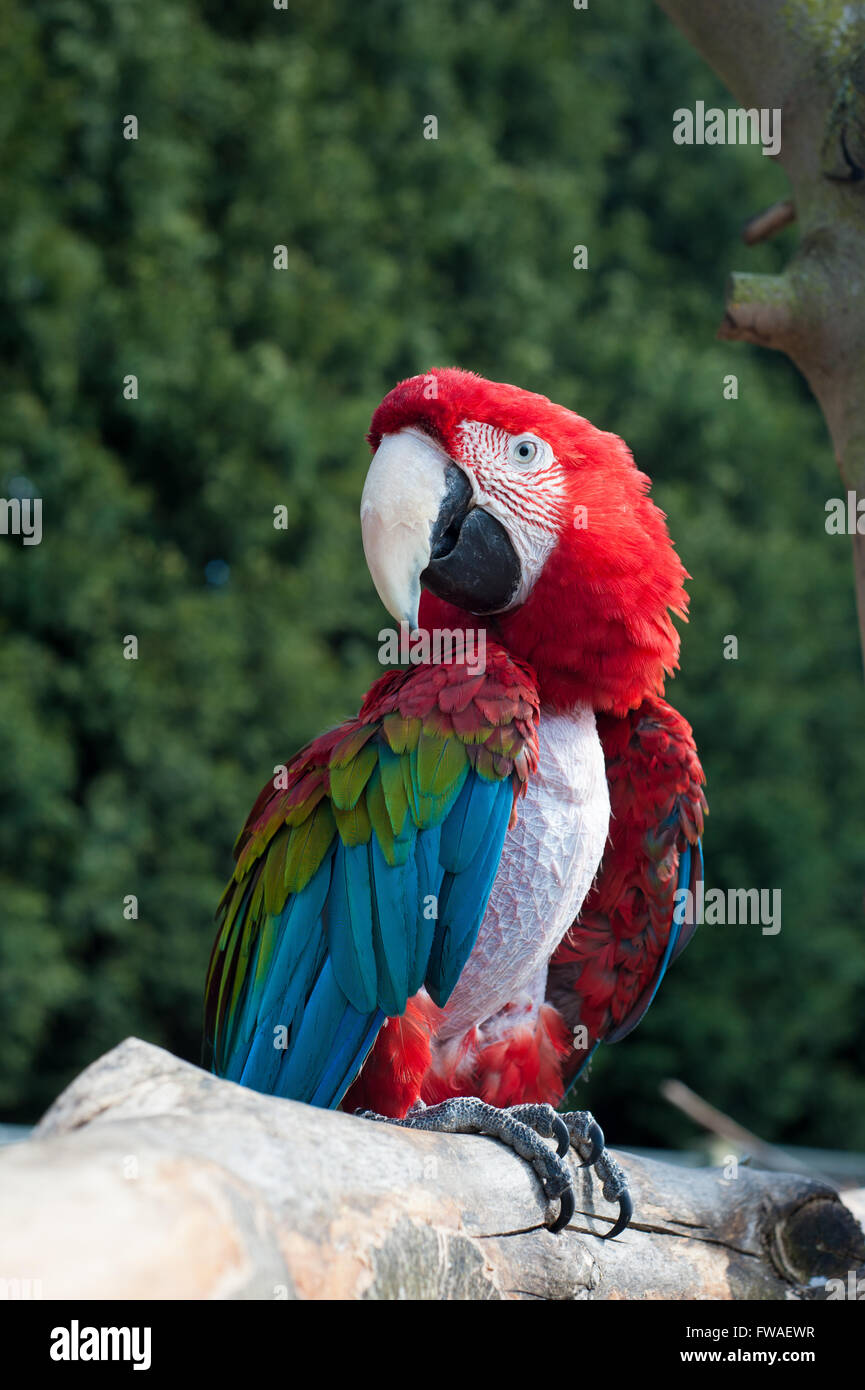 Birdland hi-res stock photography and images - Alamy
