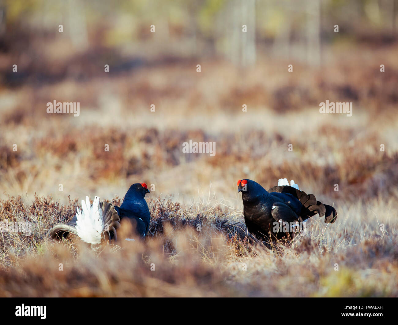 Black grouse (Tetrao tetrix Stock Photo - Alamy