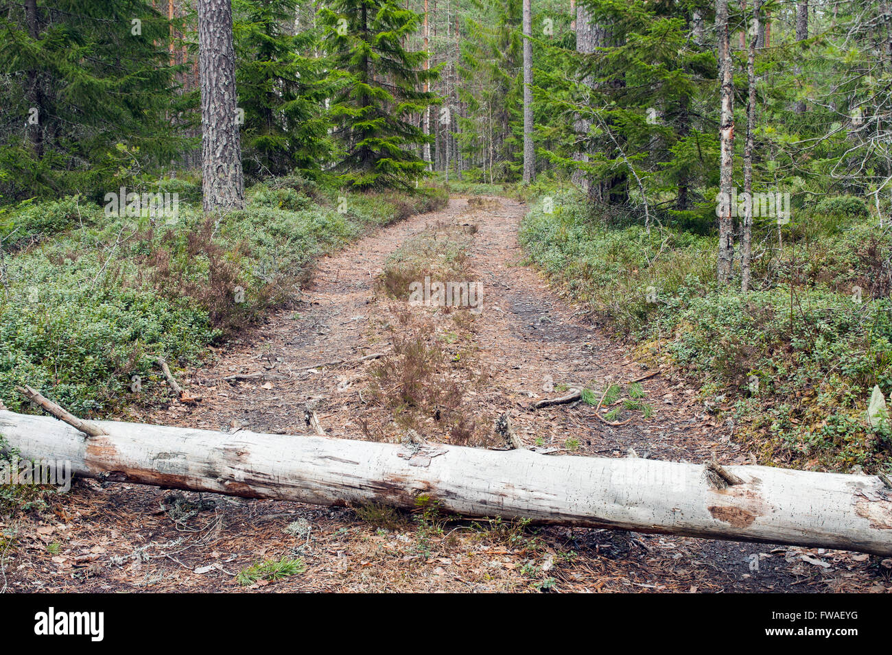 Forest road blocked by fallen tree, Sweden Stock Photo - Alamy