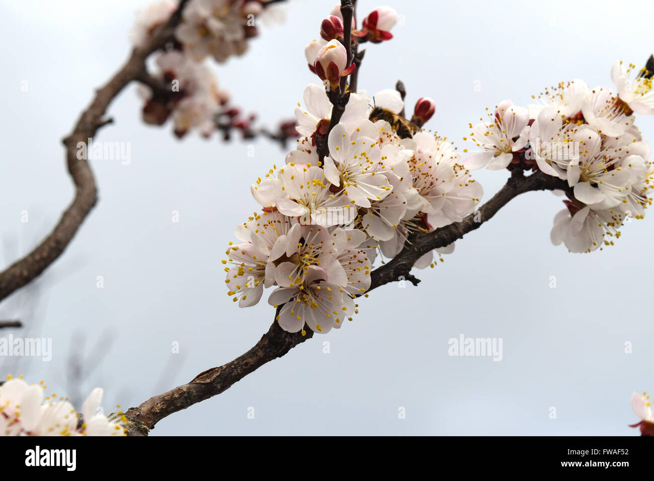 Blooming wild apricot in the garden. Spring flowering trees ...