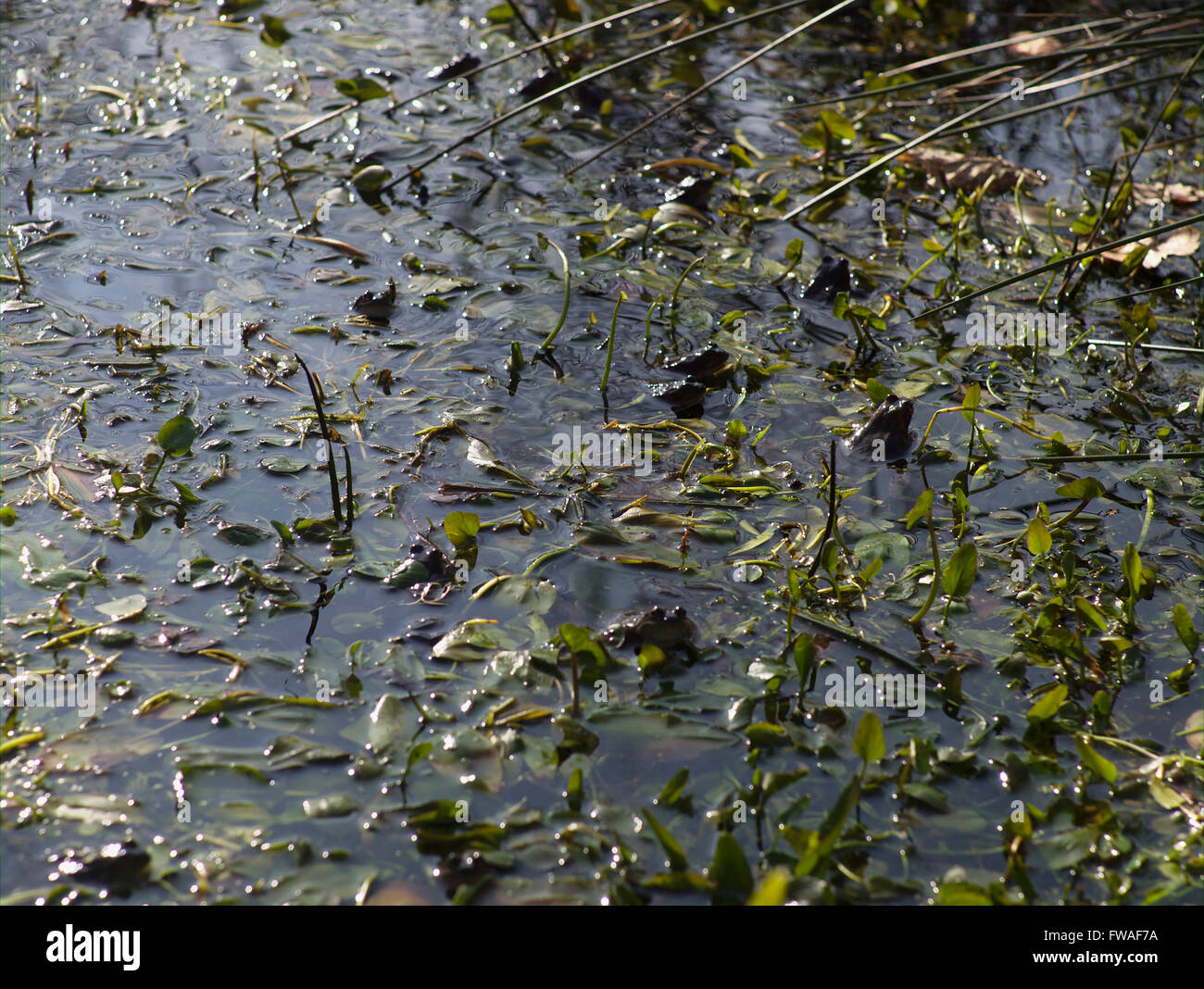 Frogs spawning in pond near Binn Green, Dovestone Reservoir, Greenfield ...