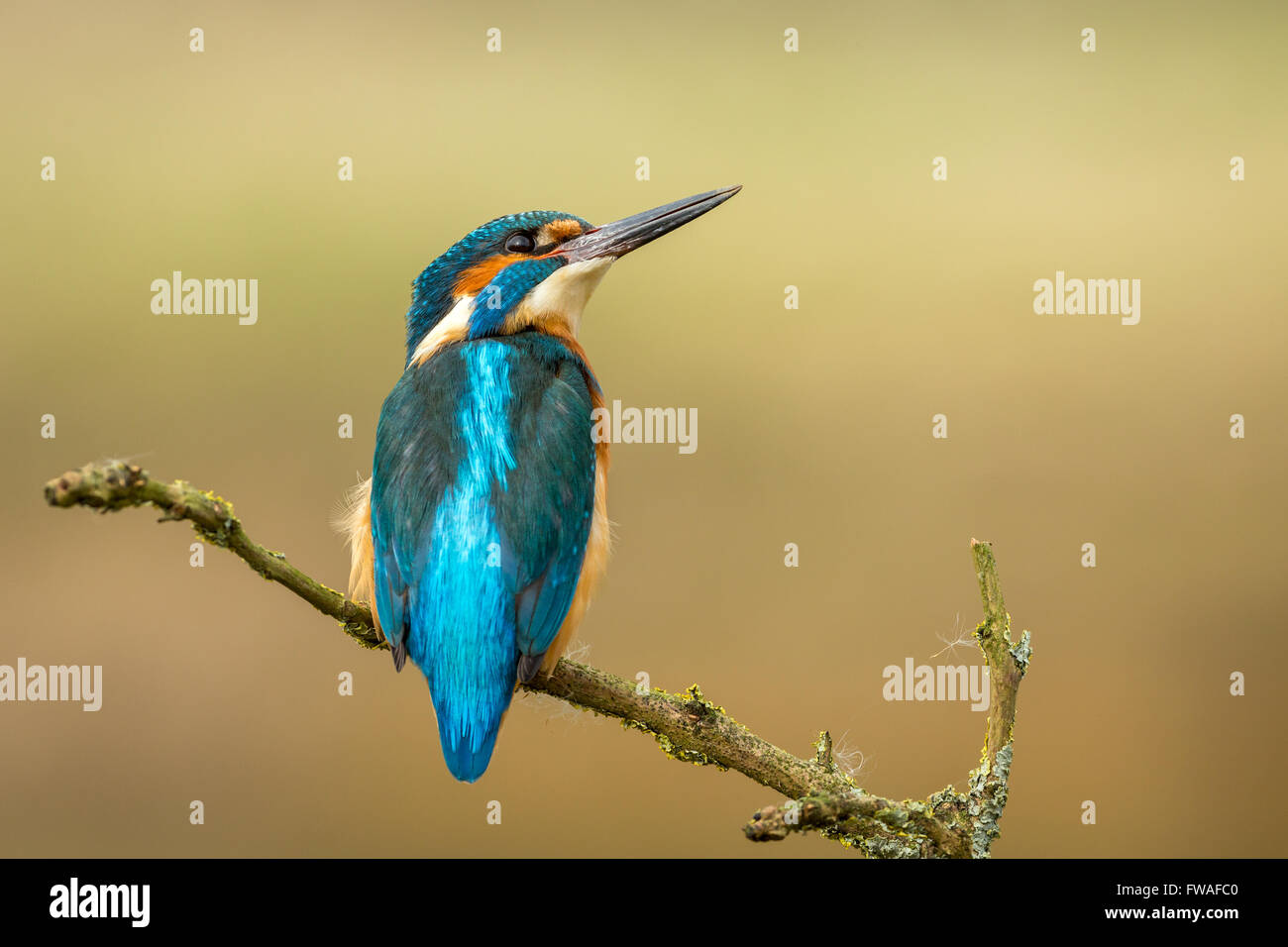 Side view of Kingfisher looking alert and sitting on branch. Against ...