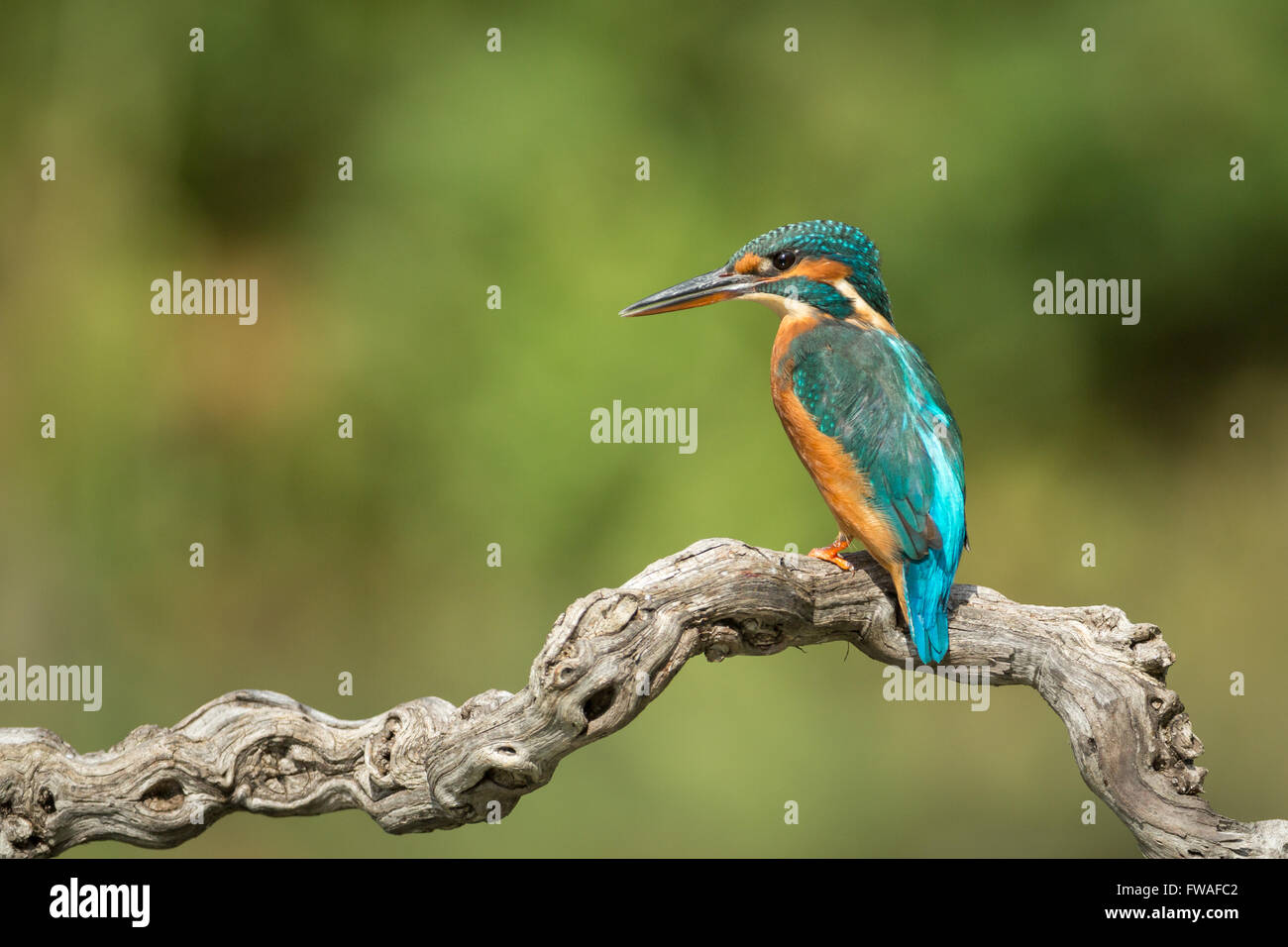 Side view of Kingfisher sitting on branch. Against diffused green ...