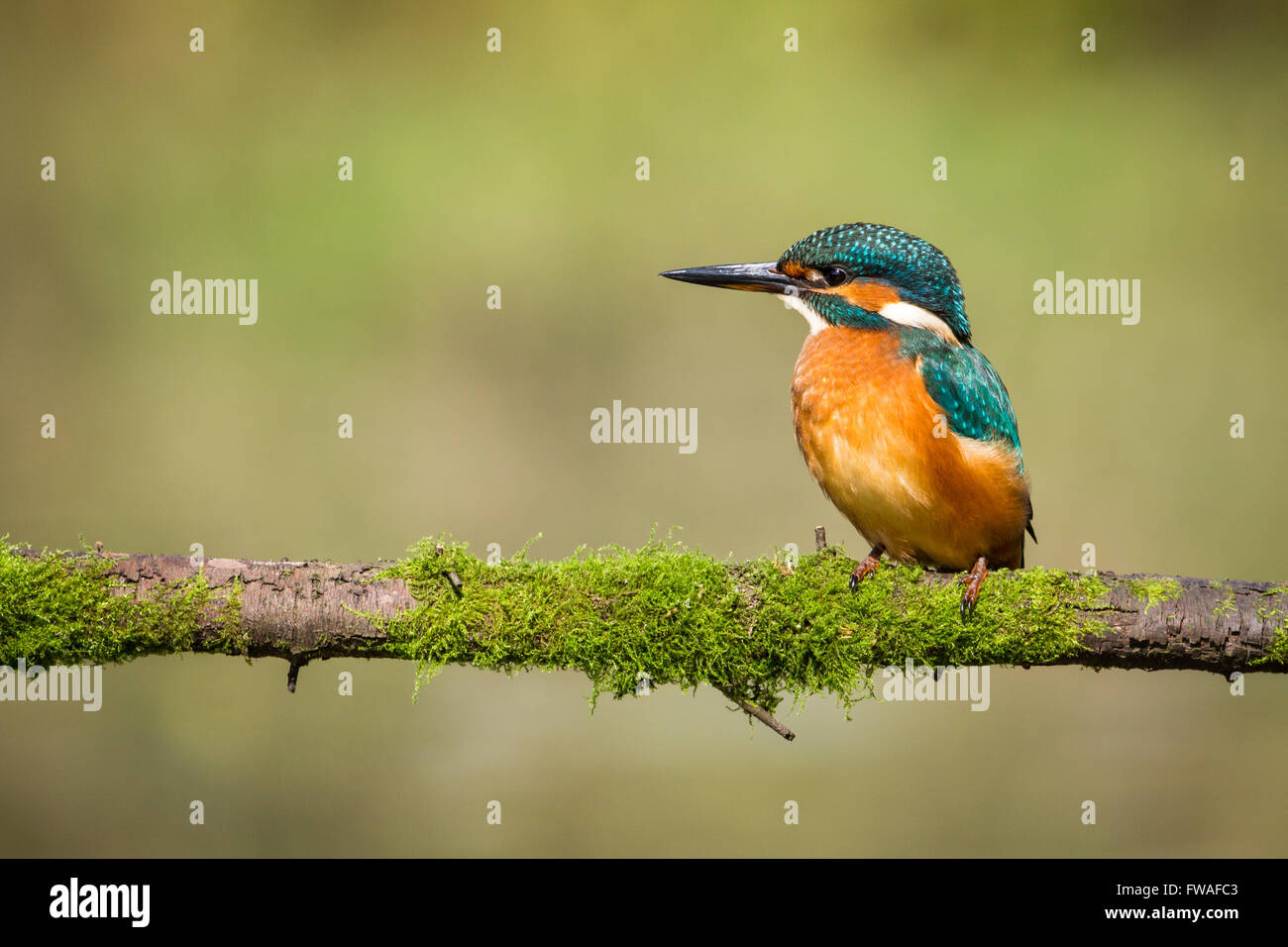 Front view of Kingfisher sitting on branch. Against diffused green ...