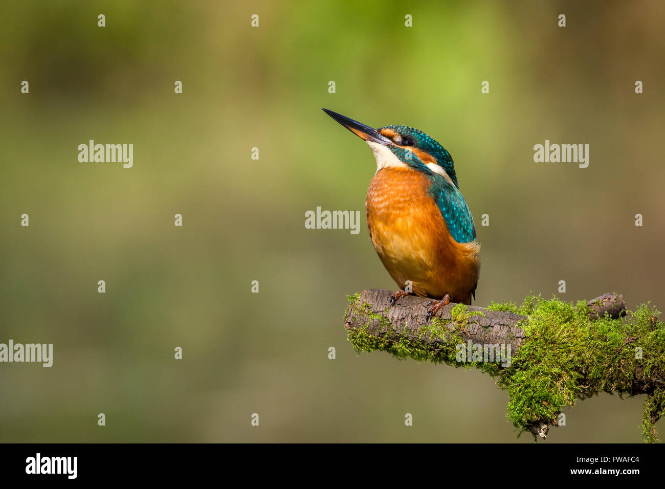 Front view of Kingfisher looking alert and sitting on branch. Against ...