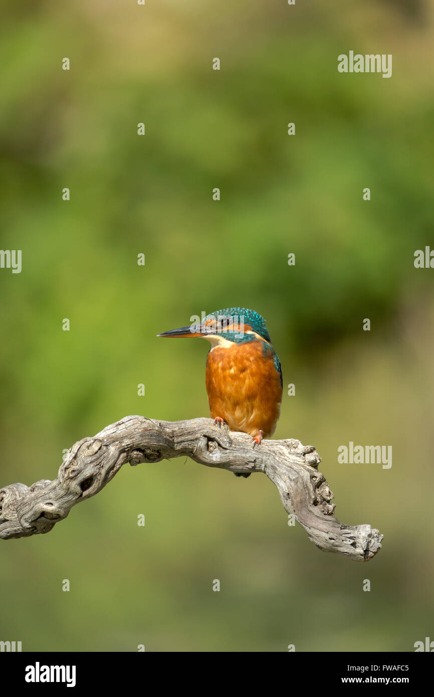 Front view of Kingfisher looking alert and sitting on branch. Against ...