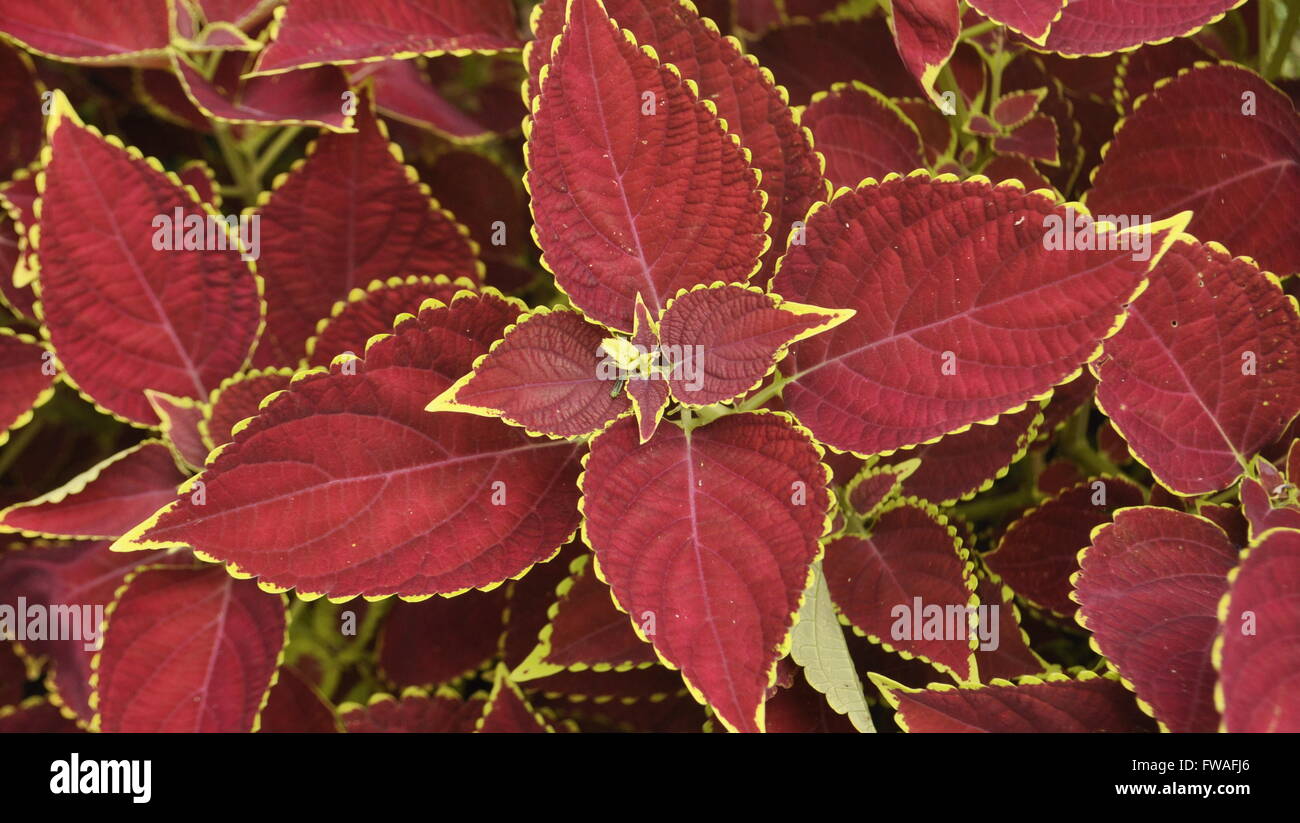 Natural rear Red leaf for any background Stock Photo - Alamy