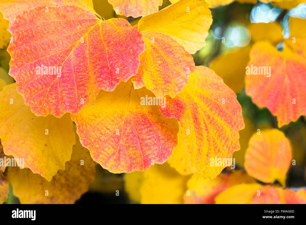 Aspen tree hi-res stock photography and images - Alamy