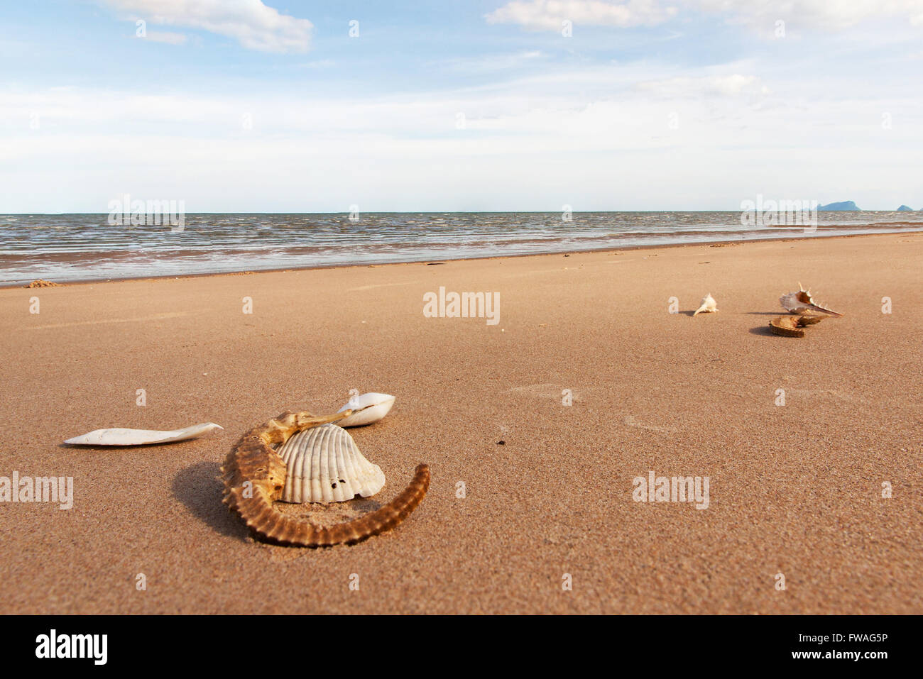 Cuttlefish bone on beach hi-res stock photography and images - Alamy