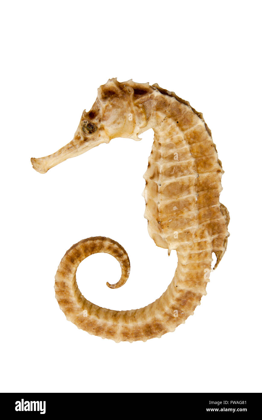 Dried Seahorse isolated on white background Stock Photo - Alamy