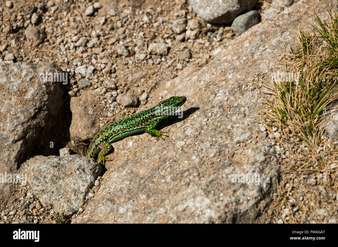 Species of lizard family hi-res stock photography and images - Alamy