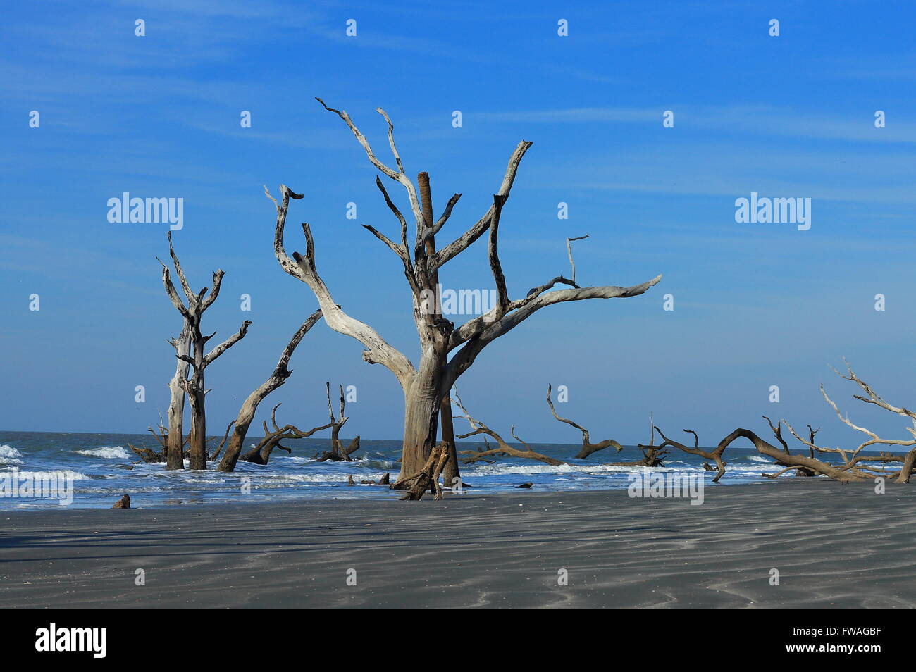 Unique view of ocean with trees on Bone Yard Beach Stock Photo - Alamy