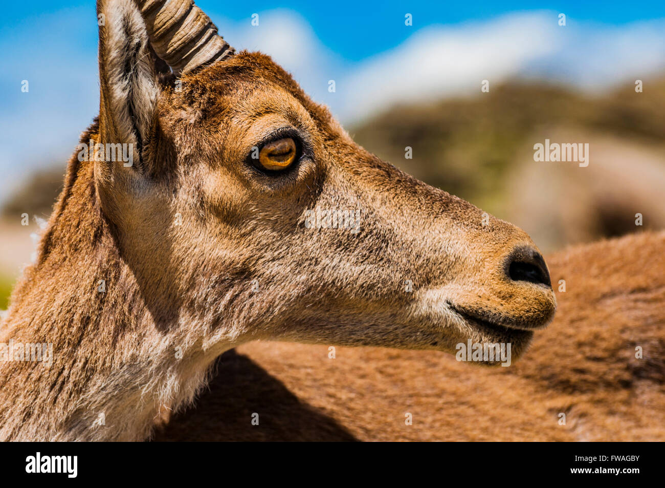 Western Spanish ibex or Gredos ibex -Capra pyrenaica victoriae Stock ...