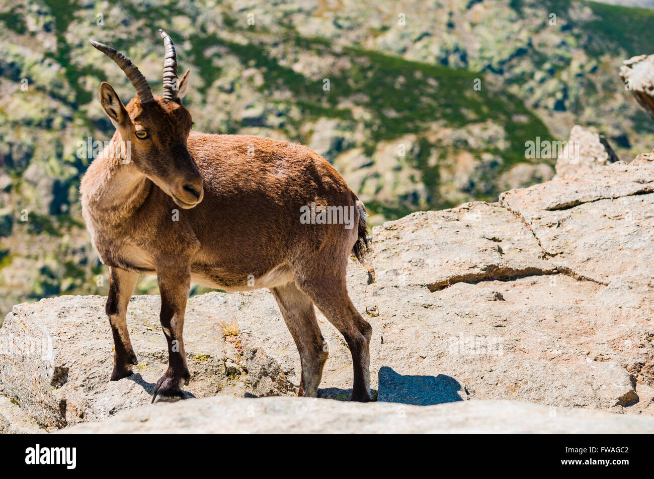 Western Spanish ibex or Gredos ibex -Capra pyrenaica victoriae Stock ...