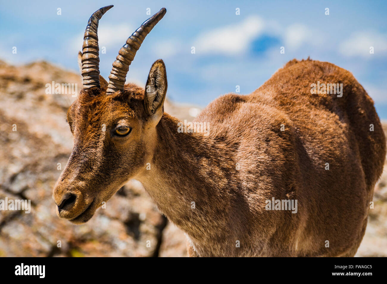 Western Spanish ibex or Gredos ibex -Capra pyrenaica victoriae Stock ...