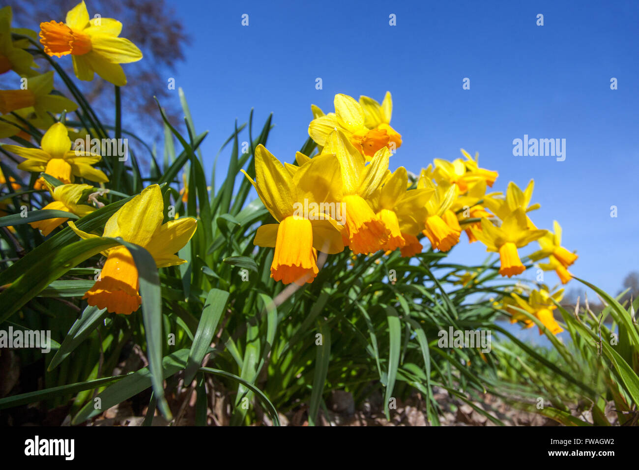Narcissus Jetfire, Daffodil Jetfire Stock Photo - Alamy
