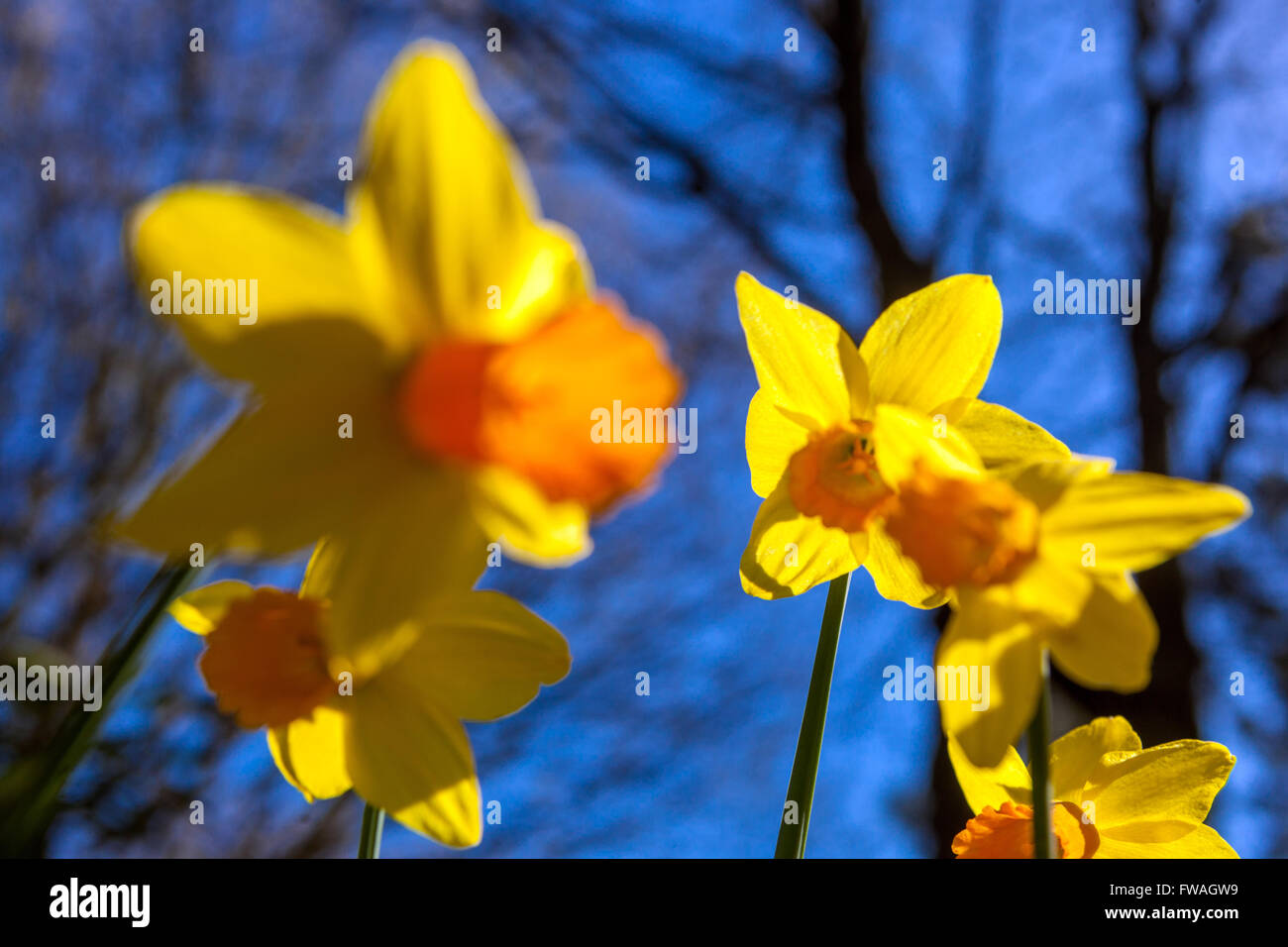 Narcissus Jetfire, Daffodil Jetfire trumpets garden Stock Photo - Alamy