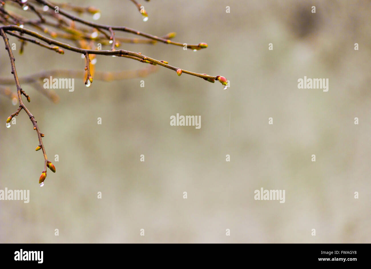 Springtime rain hi-res stock photography and images - Alamy