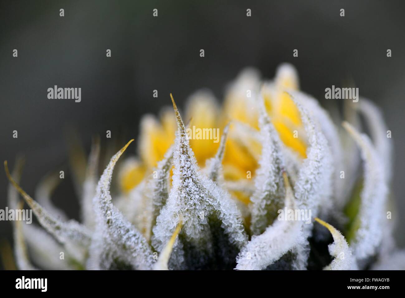 Ice sunflower hi-res stock photography and images - Alamy