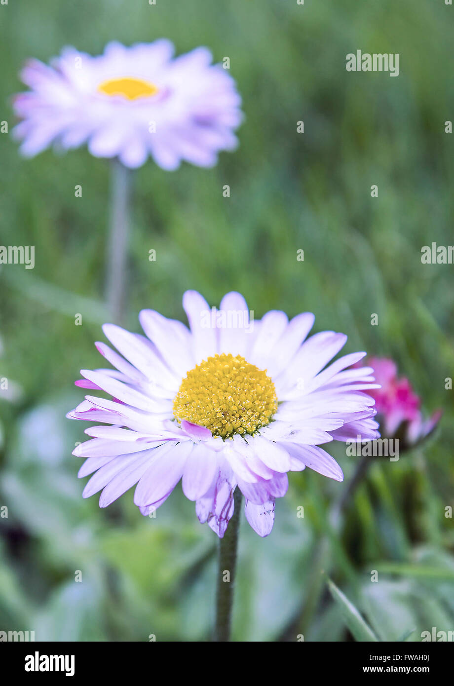 White garden weed flower hi-res stock photography and images - Alamy