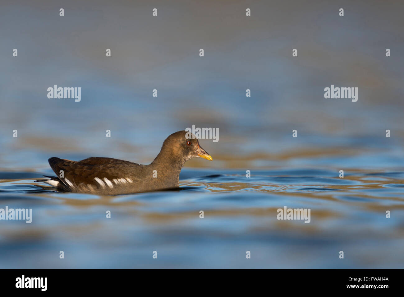 Common Moorhen ( Gallinula chloropus ), young bird, subadult, swimming ...