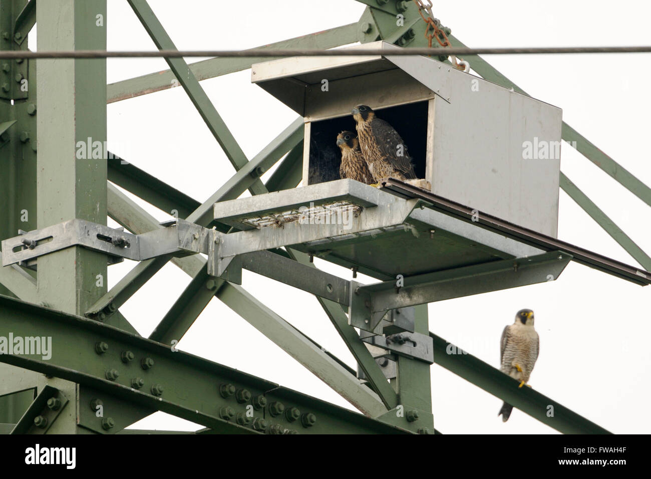 Falcons hi-res stock photography and images - Alamy