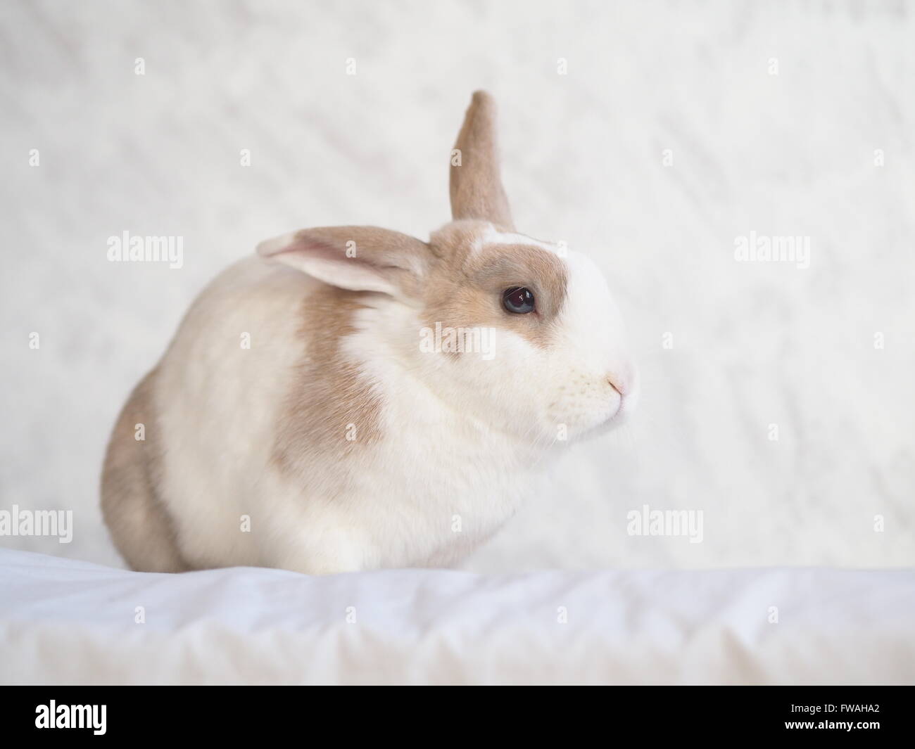 White and brown bunny with one ear up Stock Photo - Alamy