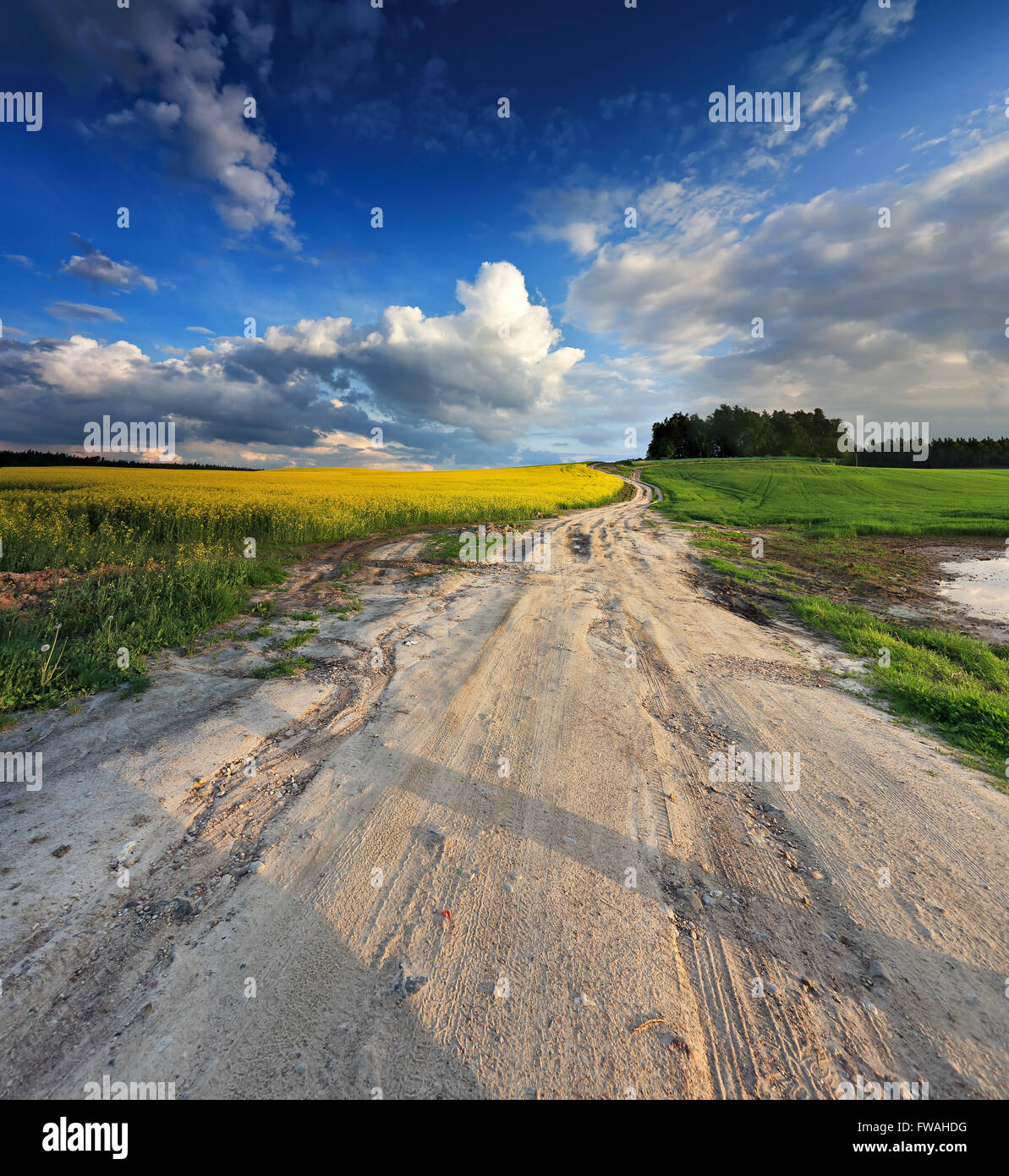 Country road in spring colza fields in Belarus Stock Photo - Alamy