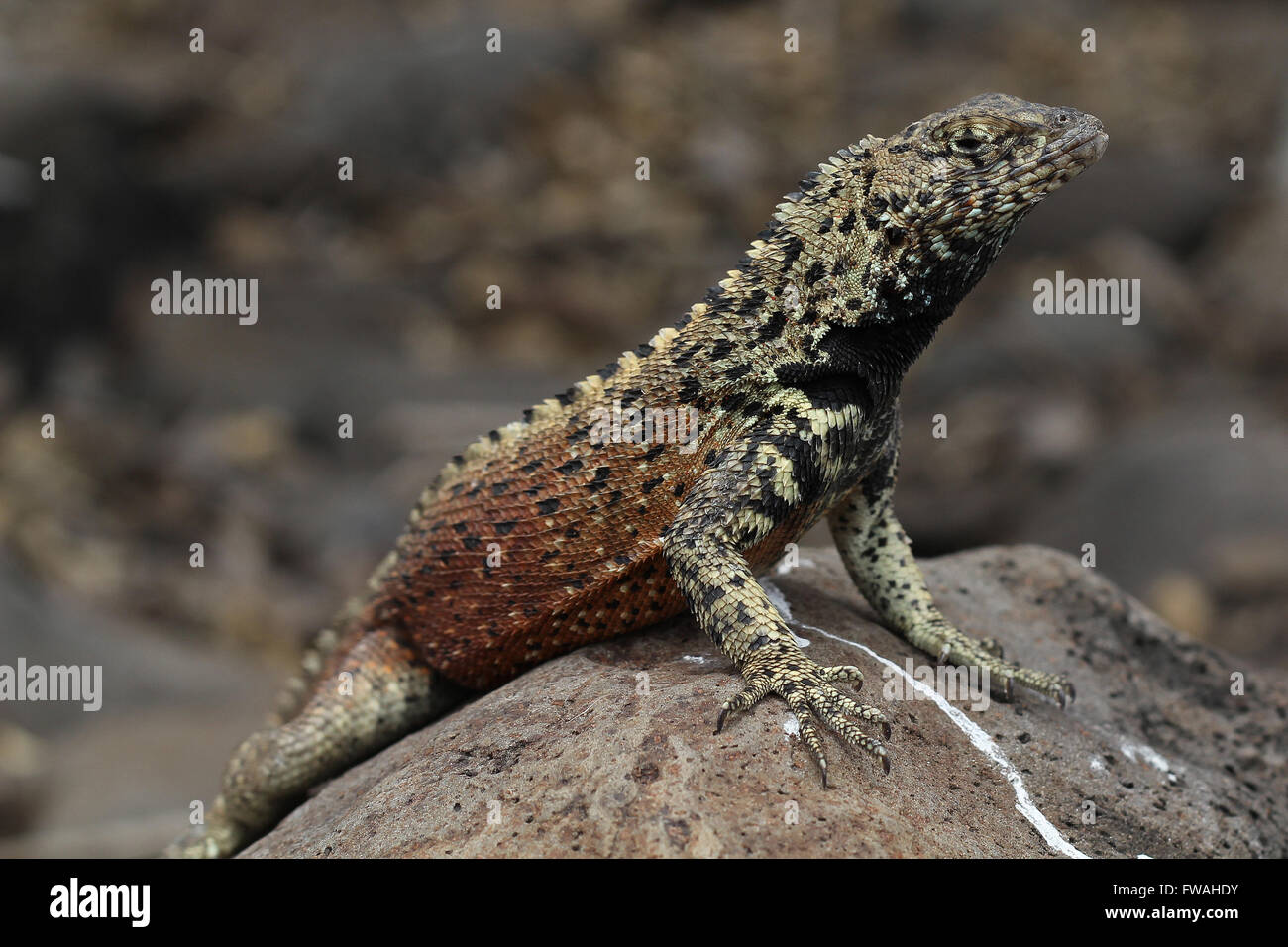 Lava lizard barking in the sun on a rock on the Galapagos Stock Photo ...