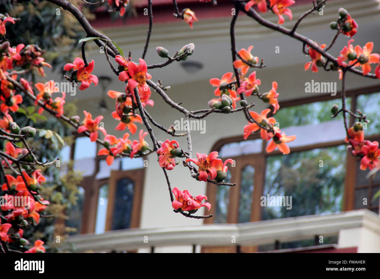 Bombax ceiba tree hi-res stock photography and images - Alamy