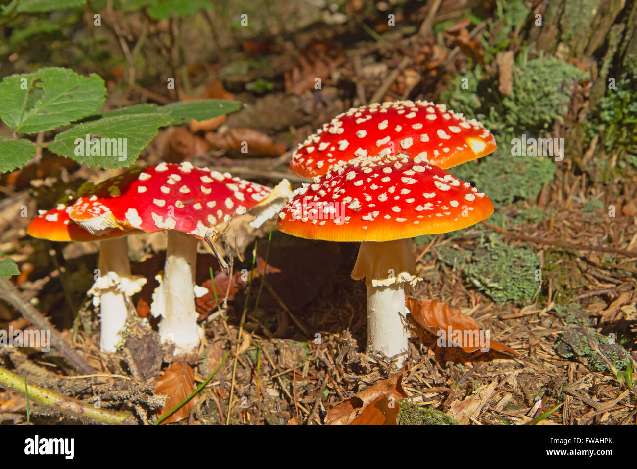 Group of toadstools in the forest (horizontally Stock Photo - Alamy