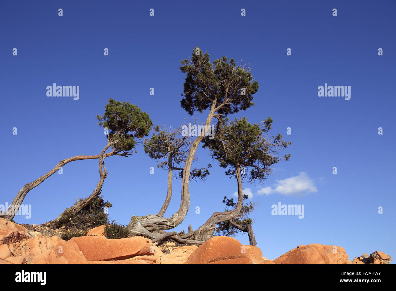 the three pines on the red rocks Stock Photo - Alamy