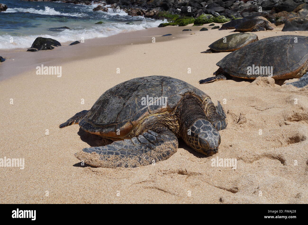 Wild Honu giant Hawaiian green sea turtles at Hookipa Beach Park, Maui ...