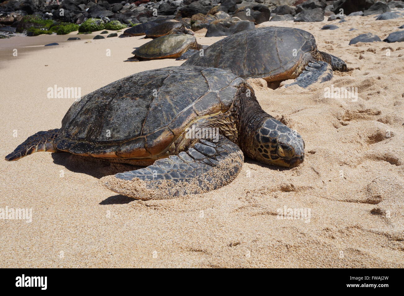 Wild Honu giant Hawaiian green sea turtles at Hookipa Beach Park, Maui ...