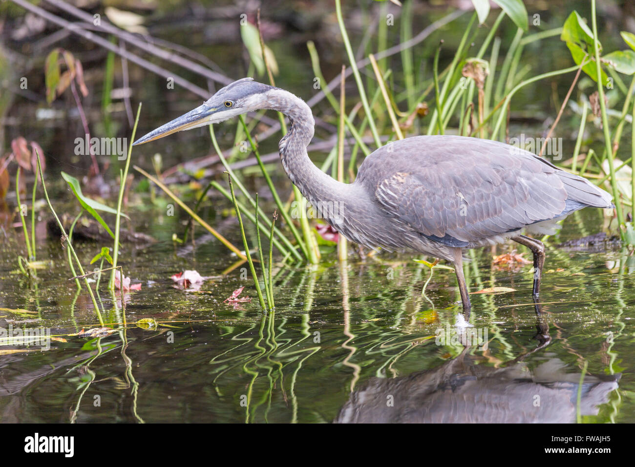 Blue pond heron hi-res stock photography and images - Alamy