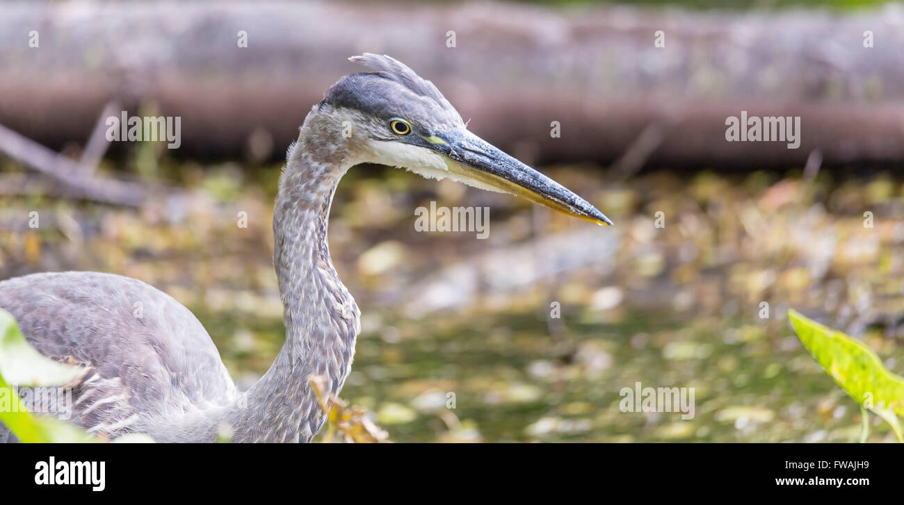 Blue pond heron hi-res stock photography and images - Alamy