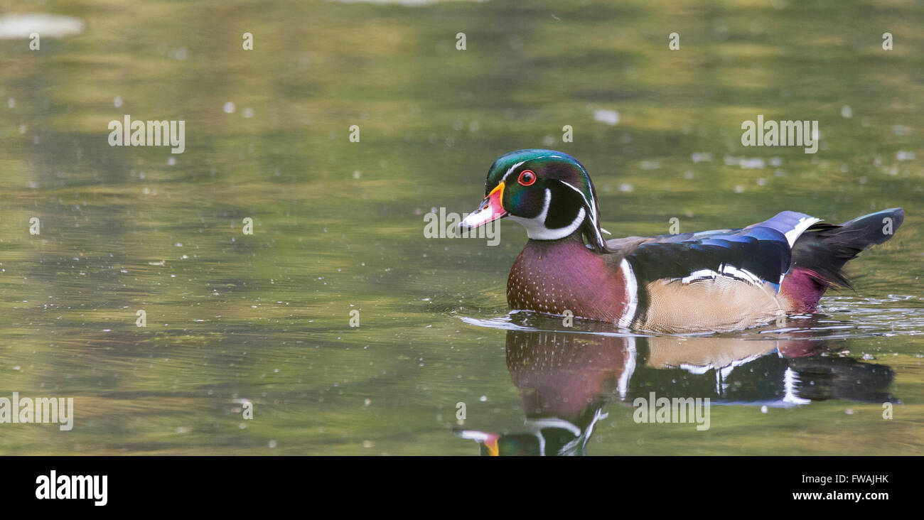 Profile of a male wood duck Stock Photo - Alamy
