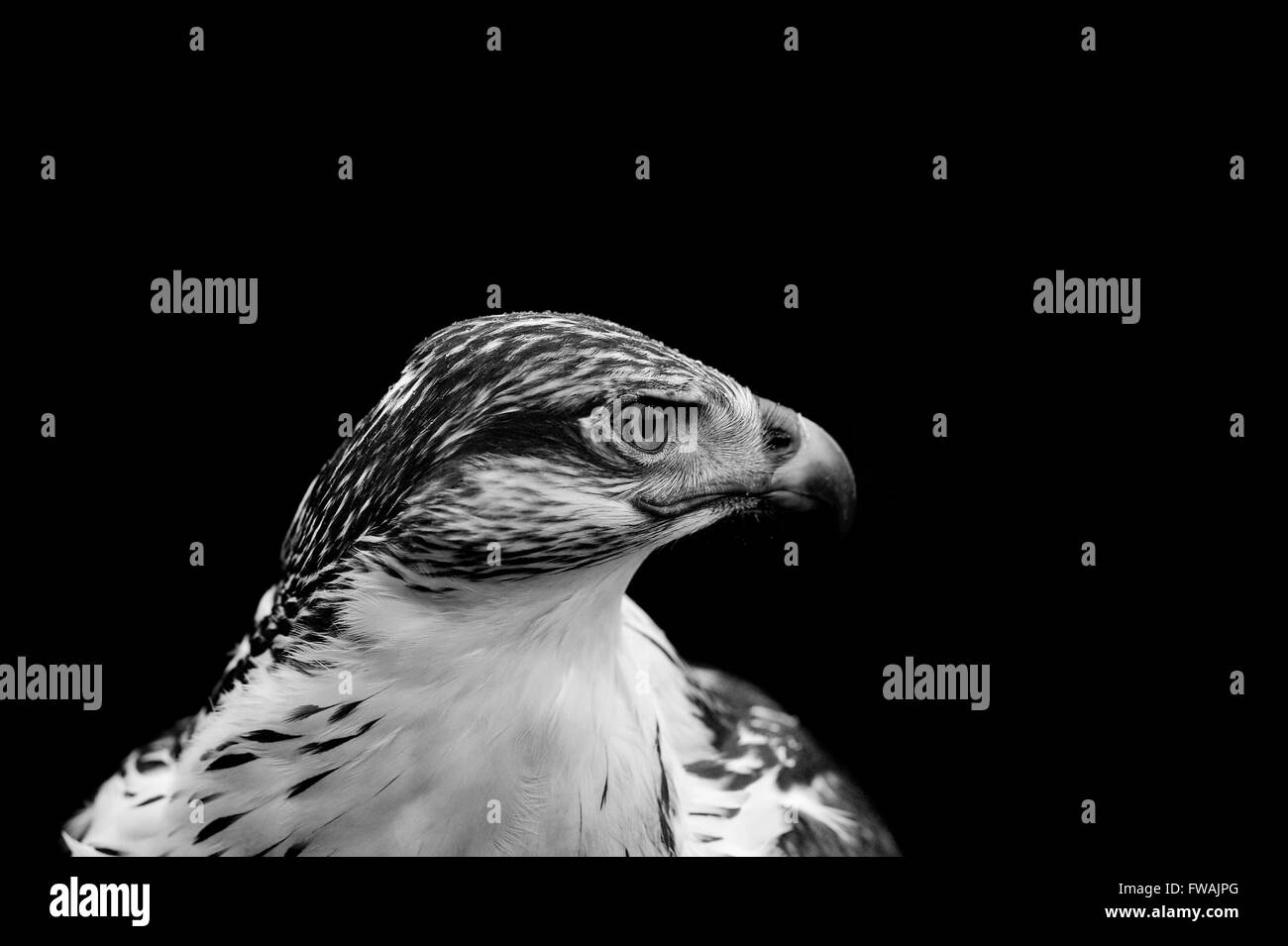 Buteo hawk Black and White Stock Photos & Images - Alamy