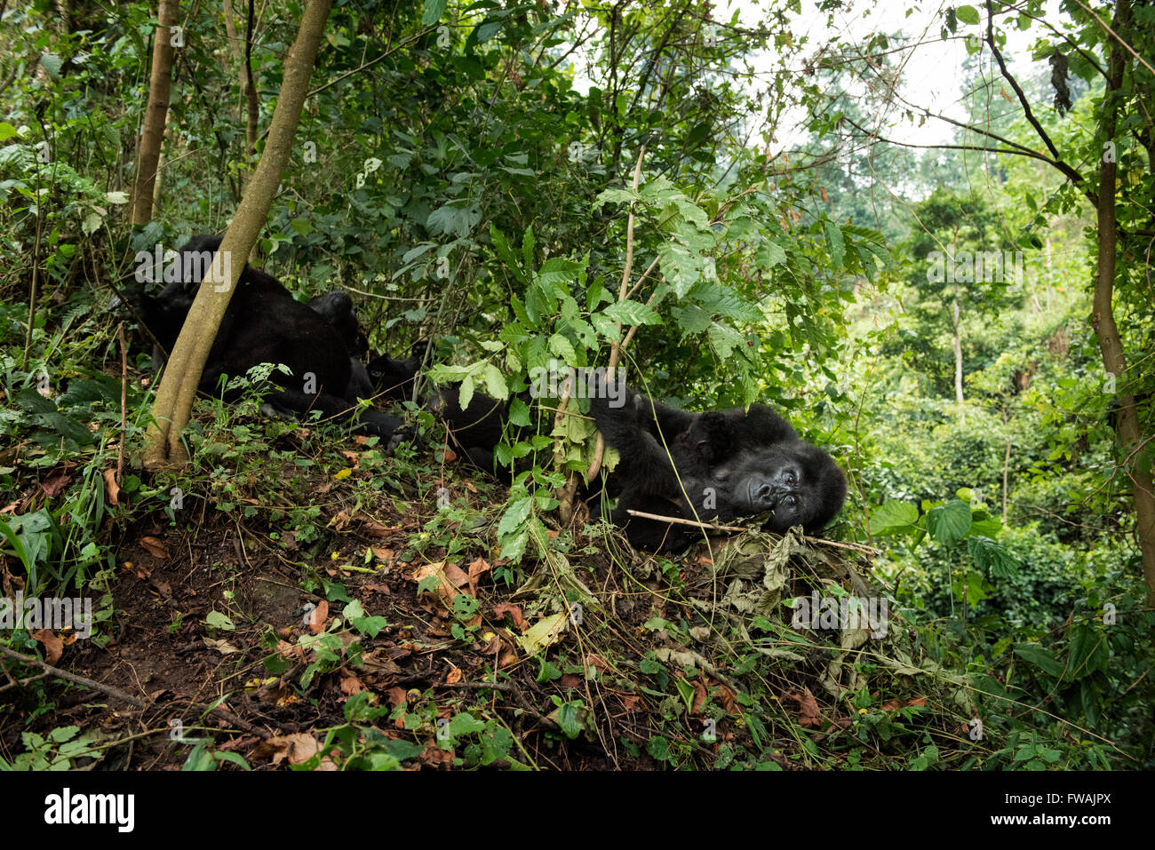 Gorilla tourism uganda hi-res stock photography and images - Alamy