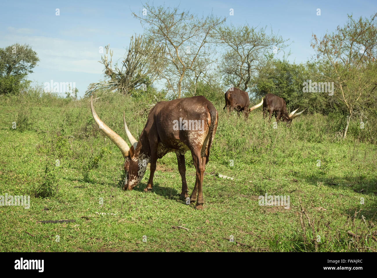 Long Horned Cattle High Resolution Stock Photography and Images - Alamy