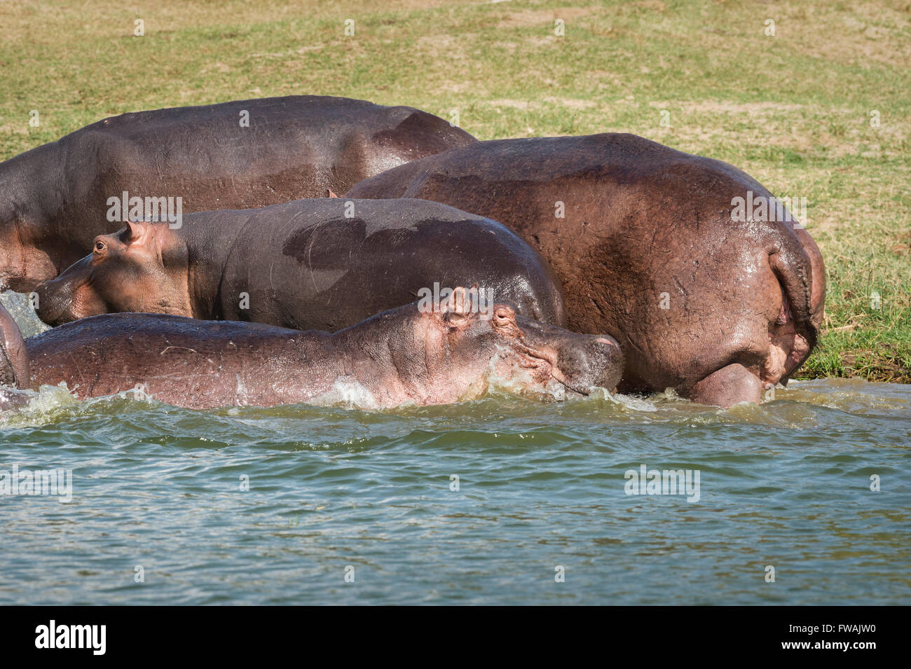 Sunbathing Hippo High Resolution Stock Photography and Images - Alamy