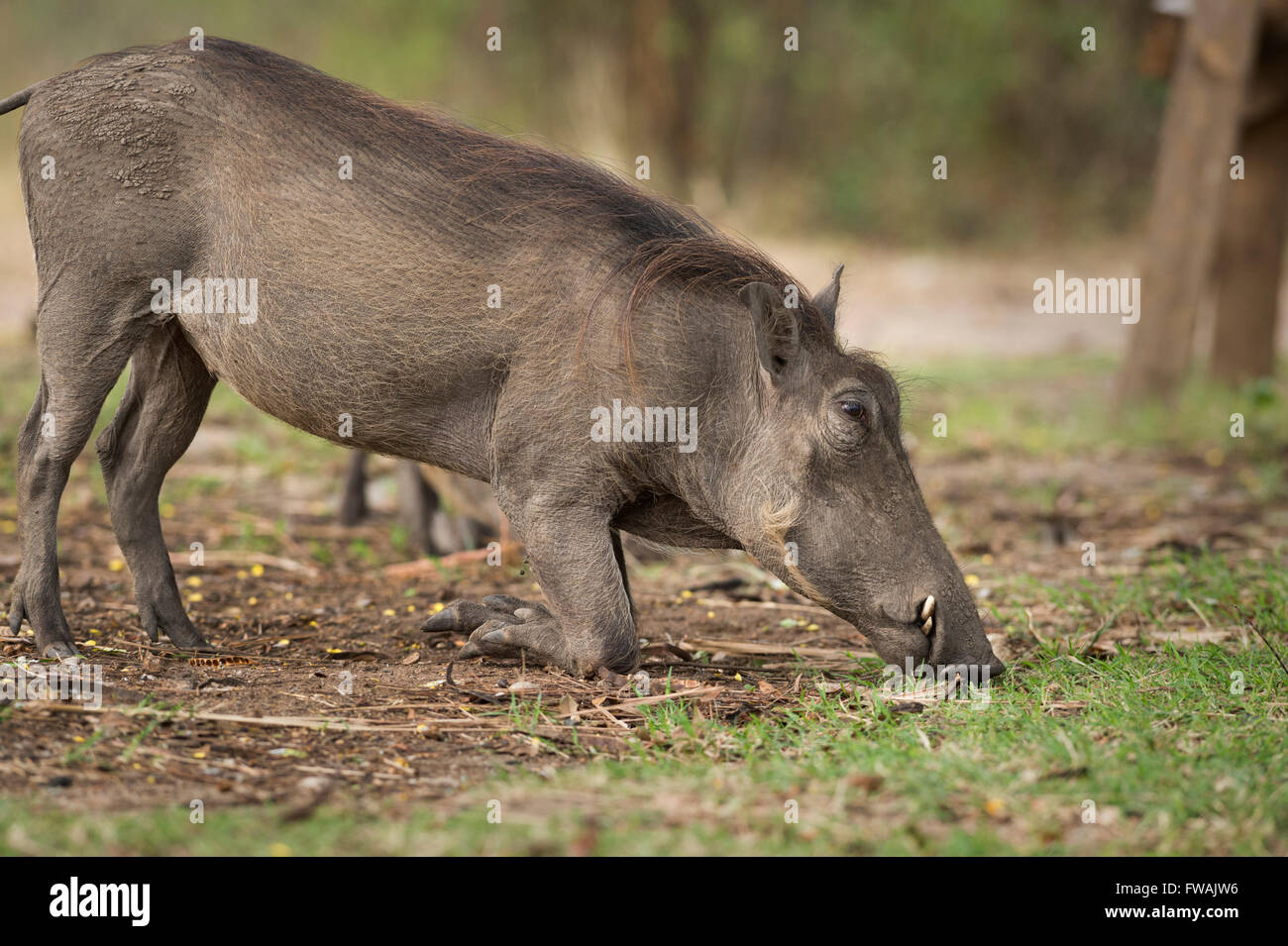 Warthog in queen elizabeth national park hi-res stock photography and ...
