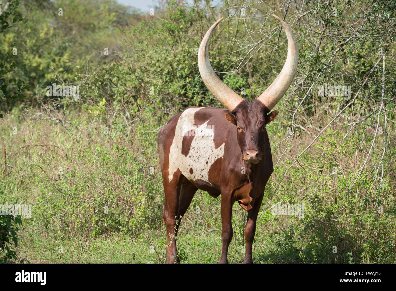 Long horned cattle Stock Photo - Alamy