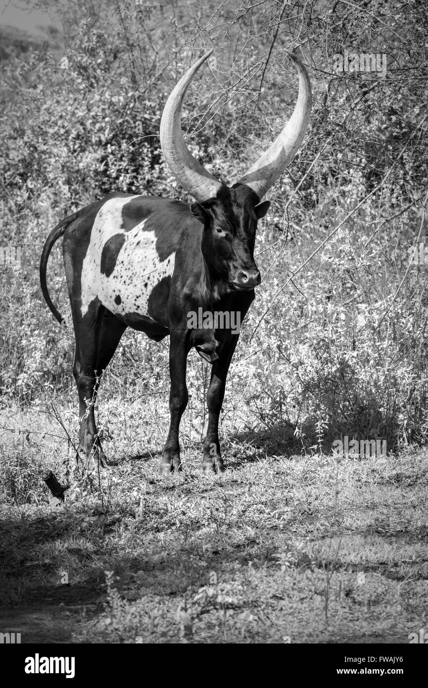 Long horned cattle Stock Photo - Alamy