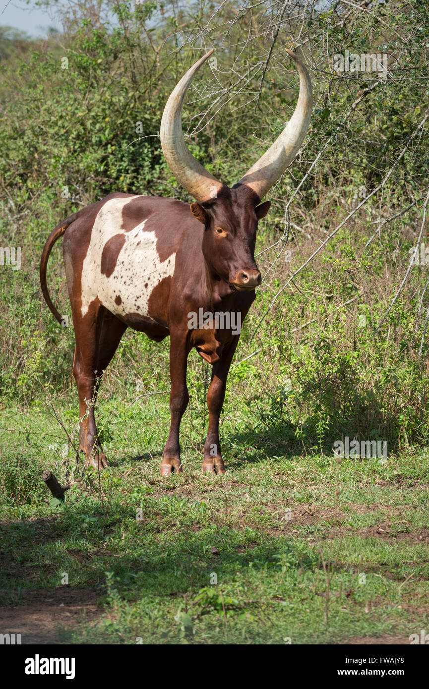 Bull horn formation hi-res stock photography and images - Alamy